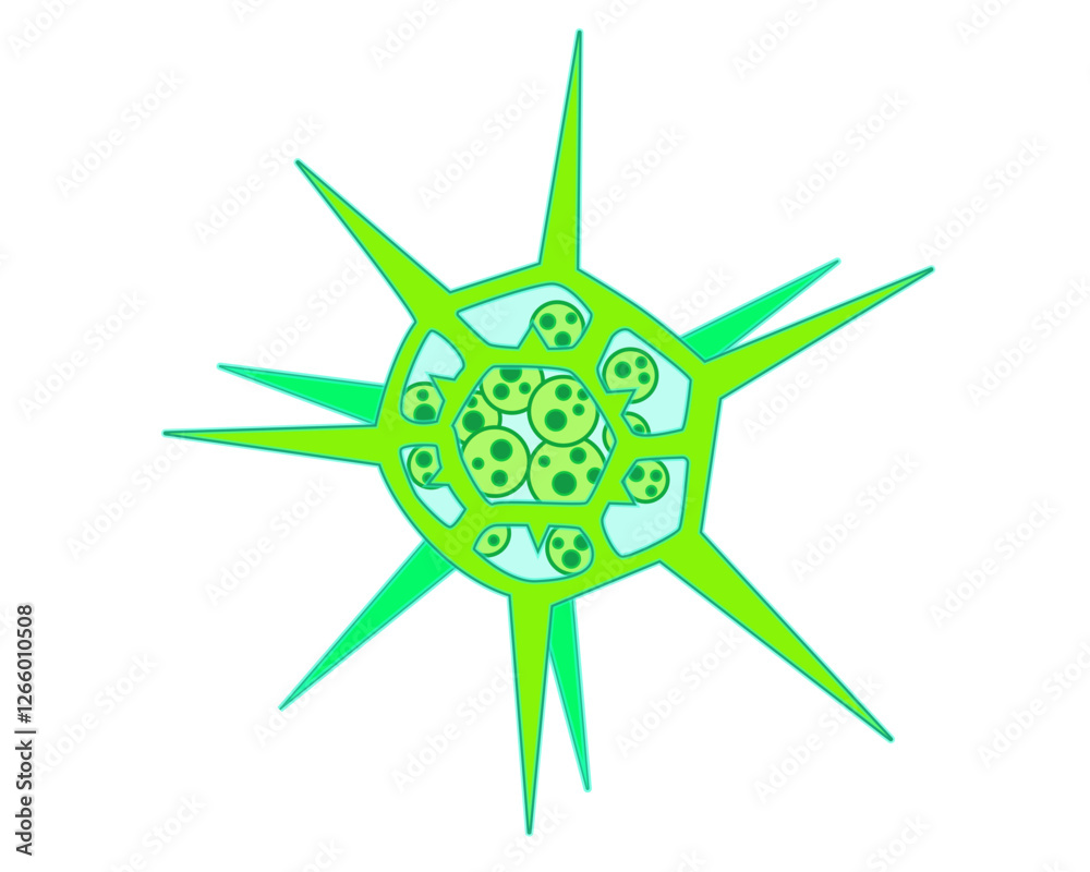 Dictyocha - microscopic unicellular plant - algae - vector full color ...