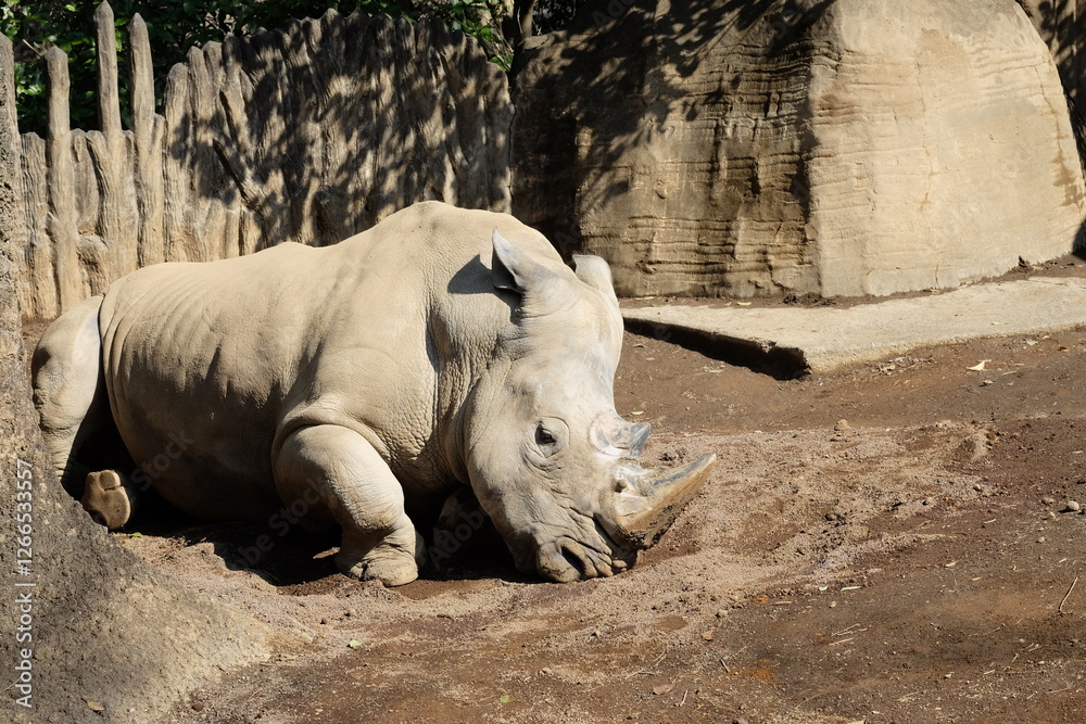 White Rhino Resting: A majestic white rhinoceros rests in the sun ...