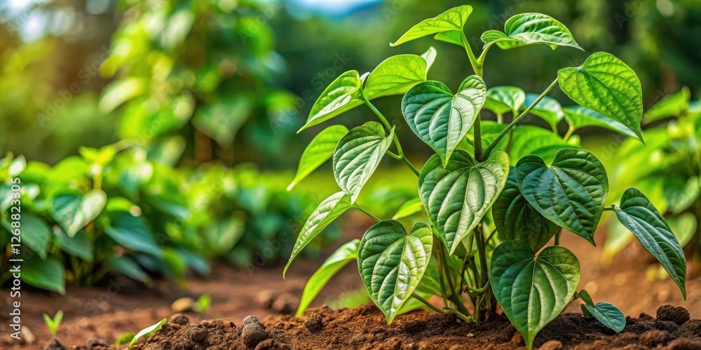 Piper methysticum plant in Fijian soil with lush green leaves and vines ...