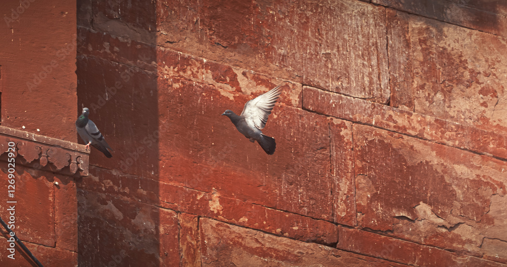 Varanasi, Uttar Pradesh, India. Doves take off from old red wall Chet ...