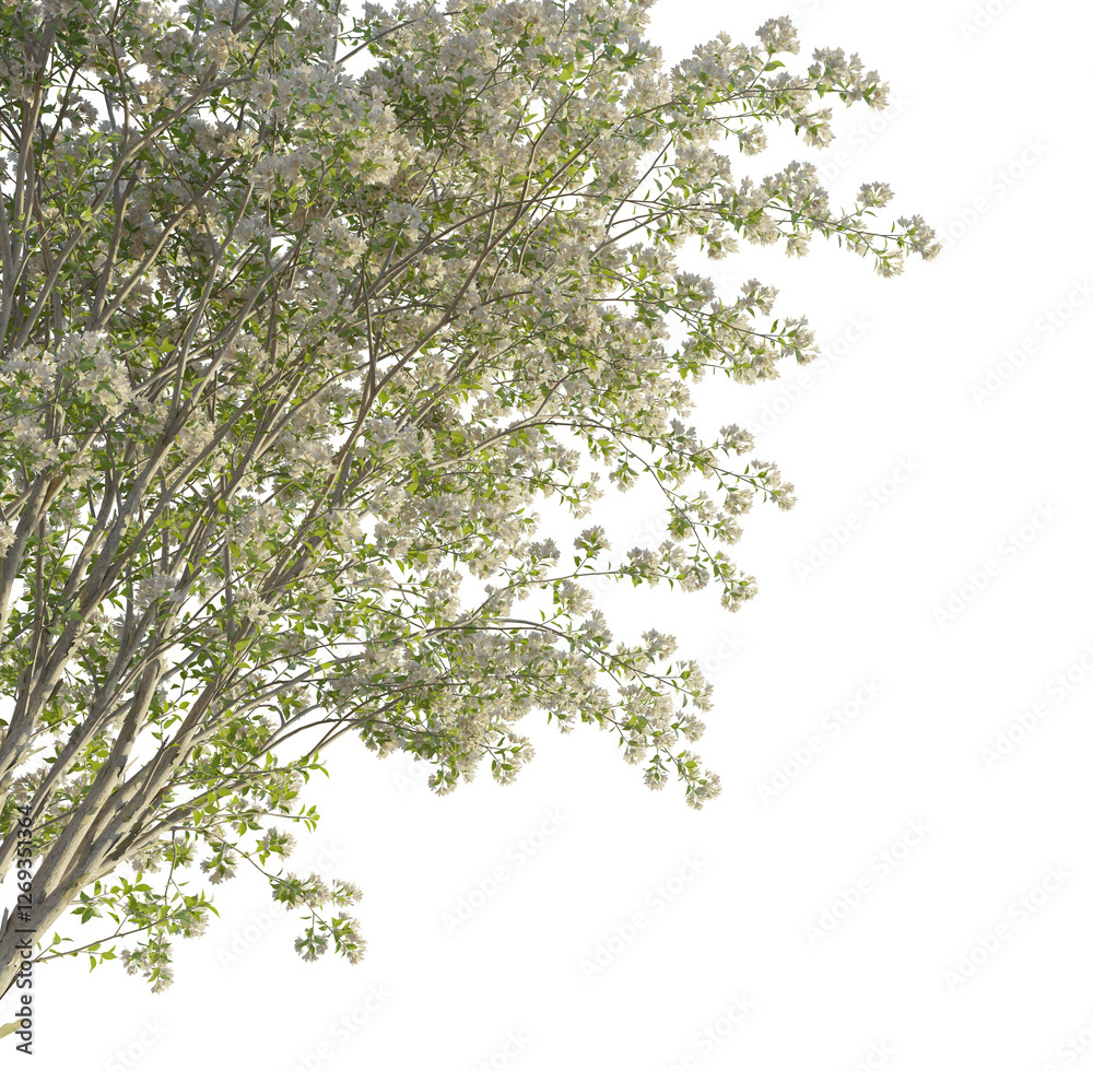 Enkianthus campanulatus tree corner 4k png cutout transparent ...