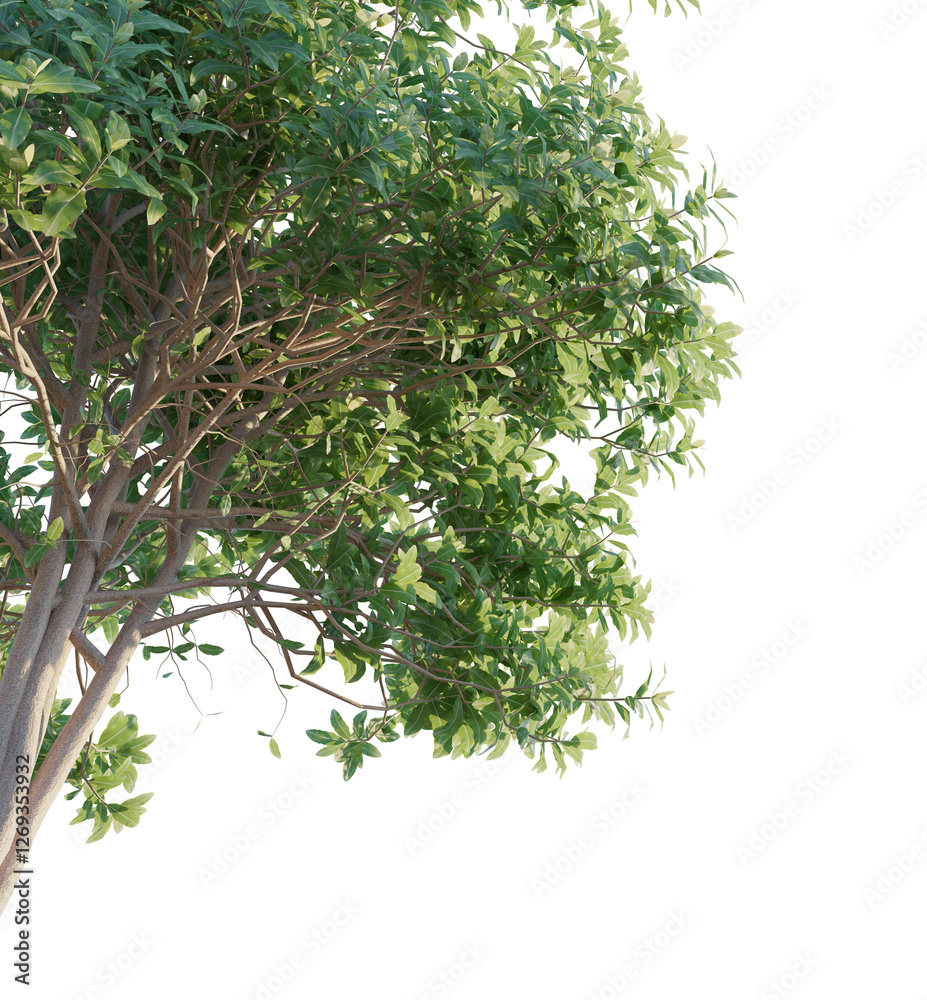Pittosporum Eugenioides tree corner 4k png cutout transparent ...