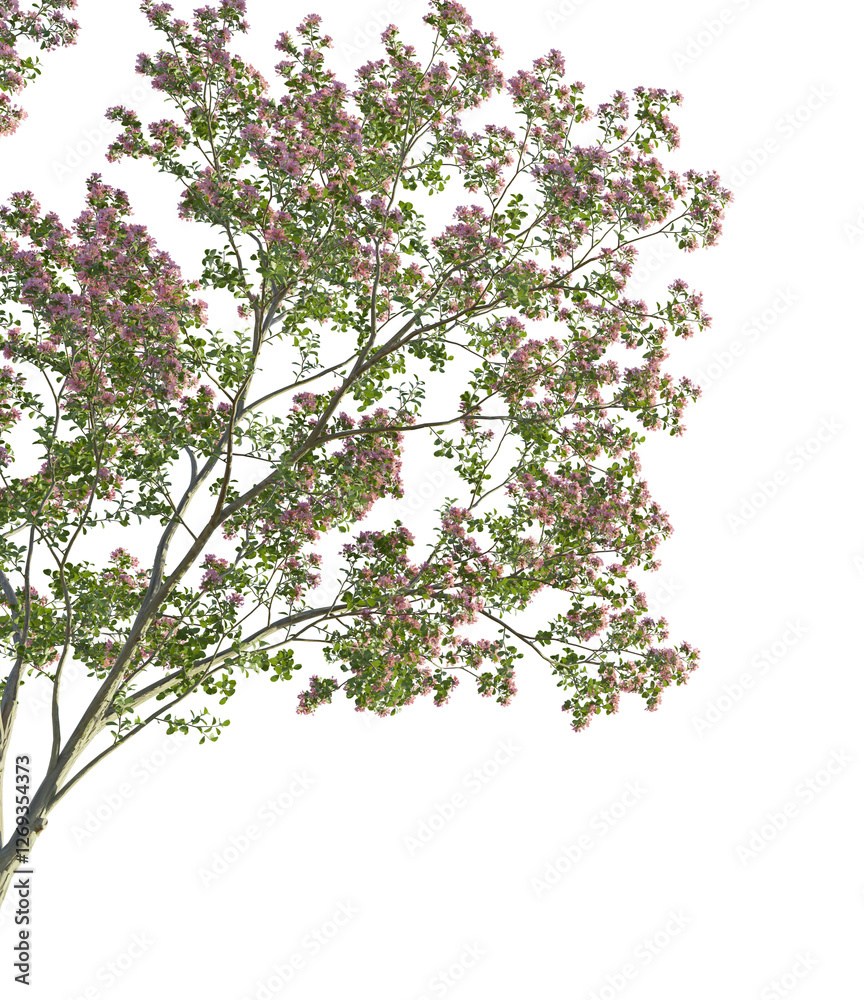 Lagerstroemia micrantha tree corner 4k png cutout transparent ...