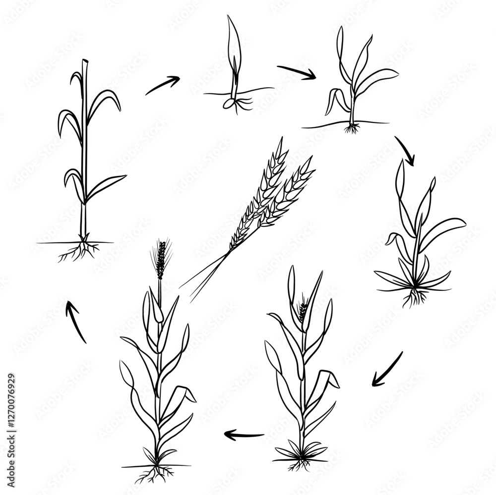 Hand drawn vector sketch illustration Line art, Life cycle of wheat ...