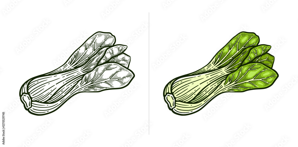 Hand Drawn Pak Choi or Bok Choy, Line Art Engraving Style Vector ...
