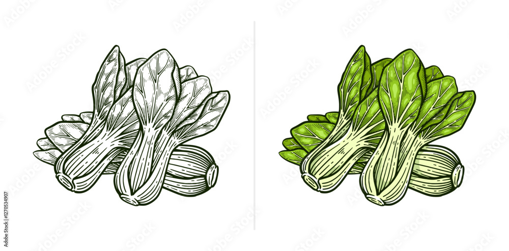 Hand Drawn Pak Choi or Bok Choy, Line Art Engraving Style Vector ...