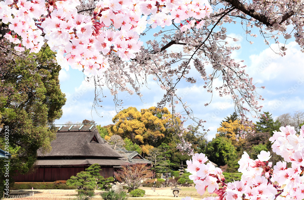 Blooming sakura trees in Koishikawa Korakuen garden, Okayama, Japan ...