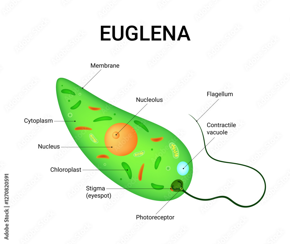 Structure of Euglena Cell Diagram Stock Vector | Adobe Stock