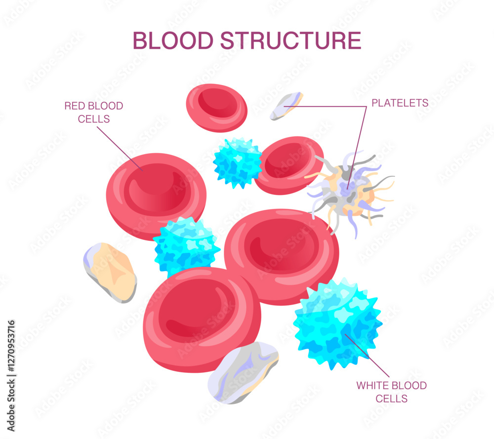 Blood Structure. Detailed Blood Structure Diagram. Vector medical illustration of red and white ...