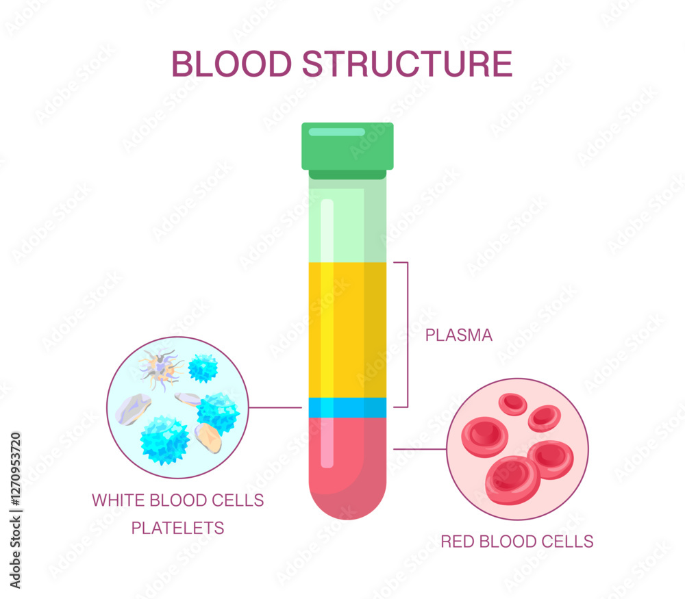 Blood Structure Diagram. Vector medical illustration of plasma, red and white blood cells ...