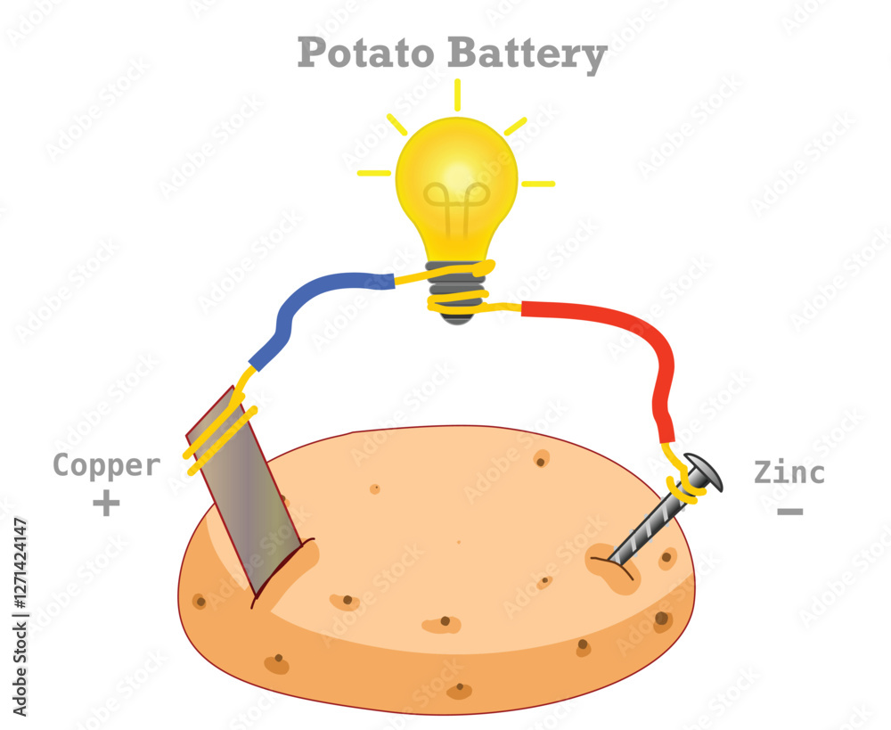 Potato battery parts model diagram. Electrochemical cell experiment ...