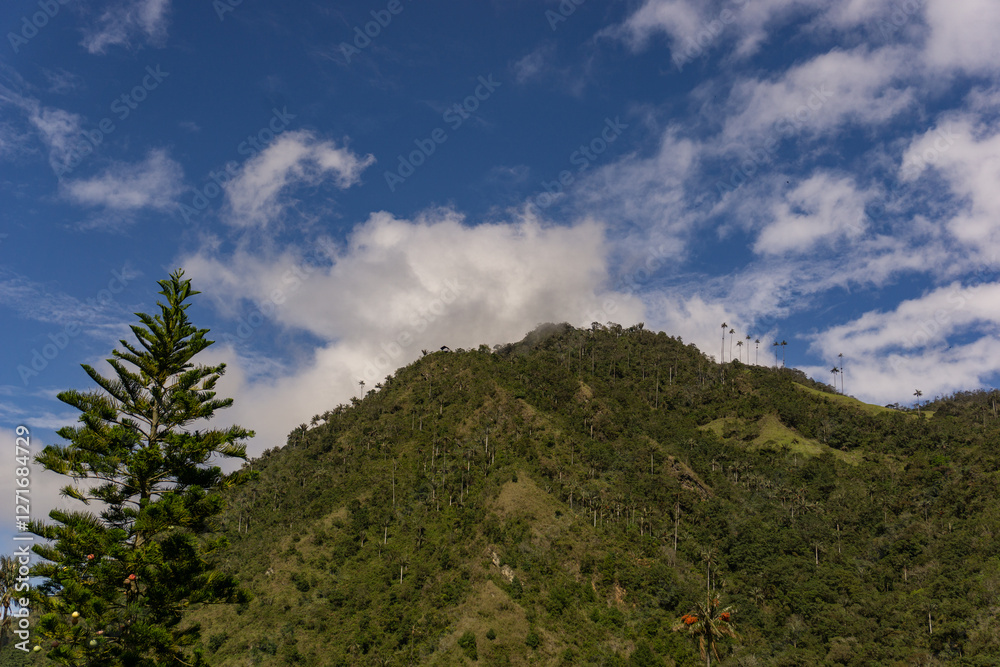 Quindio Wax Palm, Ceroxylon quindiuense trees at Cocora Valley, Salento ...