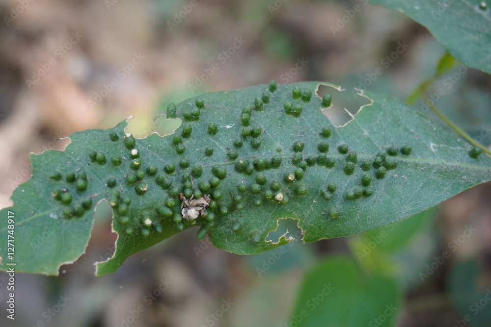 Foto The green bumps on the leaf are galls caused by tiny mites also ...