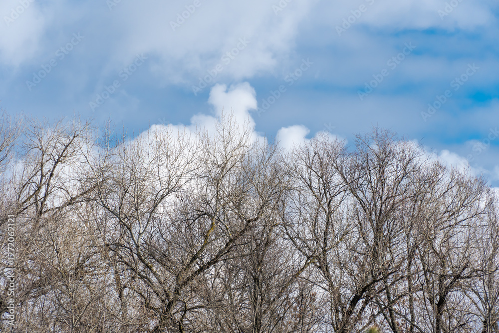 Dark tree branches in blue sky background and white clouds. Natural ...