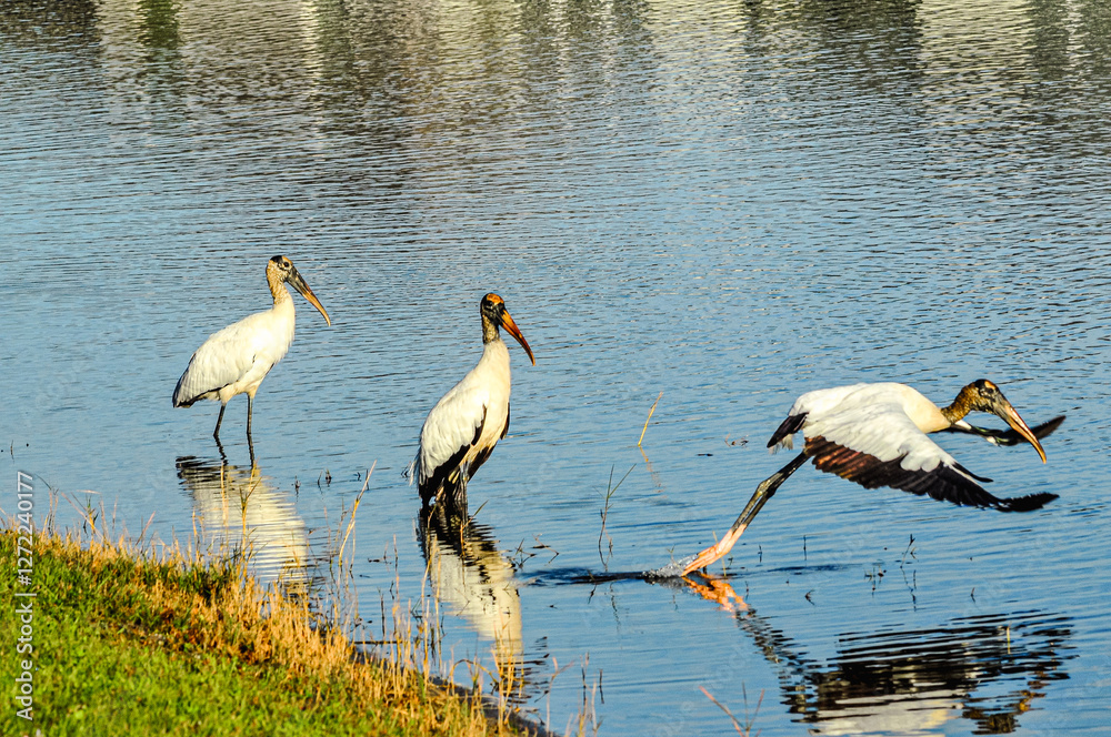 Side view, medium distance of, two Wood storks, standing in tropical ...