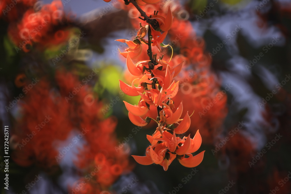 Butea monosperma is native to tropical Southeast Asia. It is also known ...