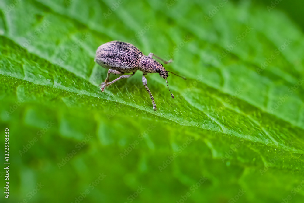 Macro shot of a Curculionidae weevil on a vibrant green leaf. The ...