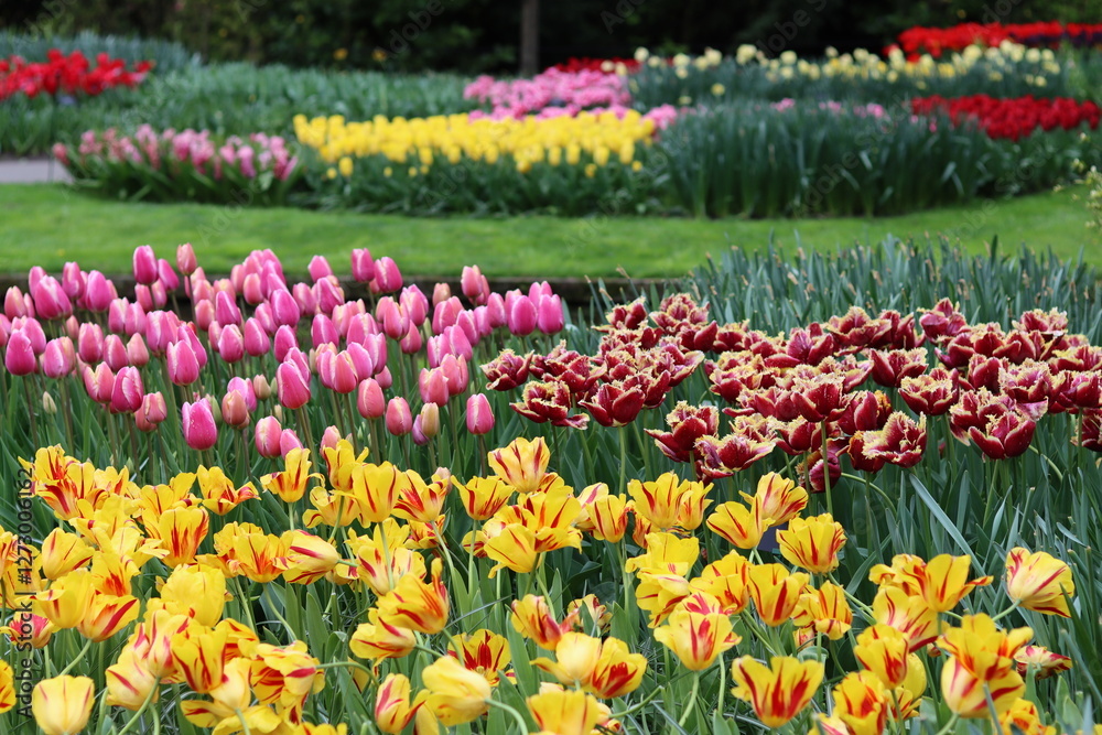 Flower beds full of brightly coloured tulips in a park in spring Stock ...