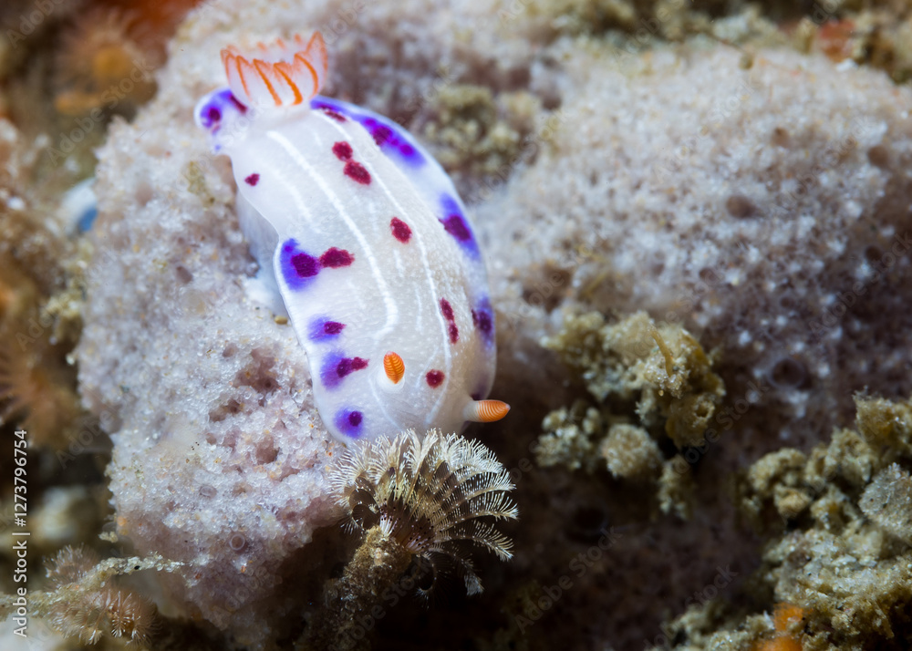Cape dorid (Hypselodoris capensis) nudibranch underwater, a white ...