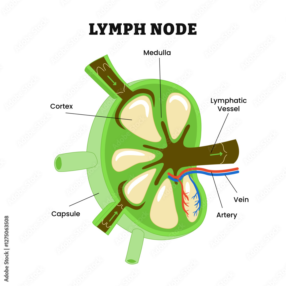 Lymph Node Structure Anatomy, labeled cortex, medulla, lymphatic vessel, capsule, vein, artery ...
