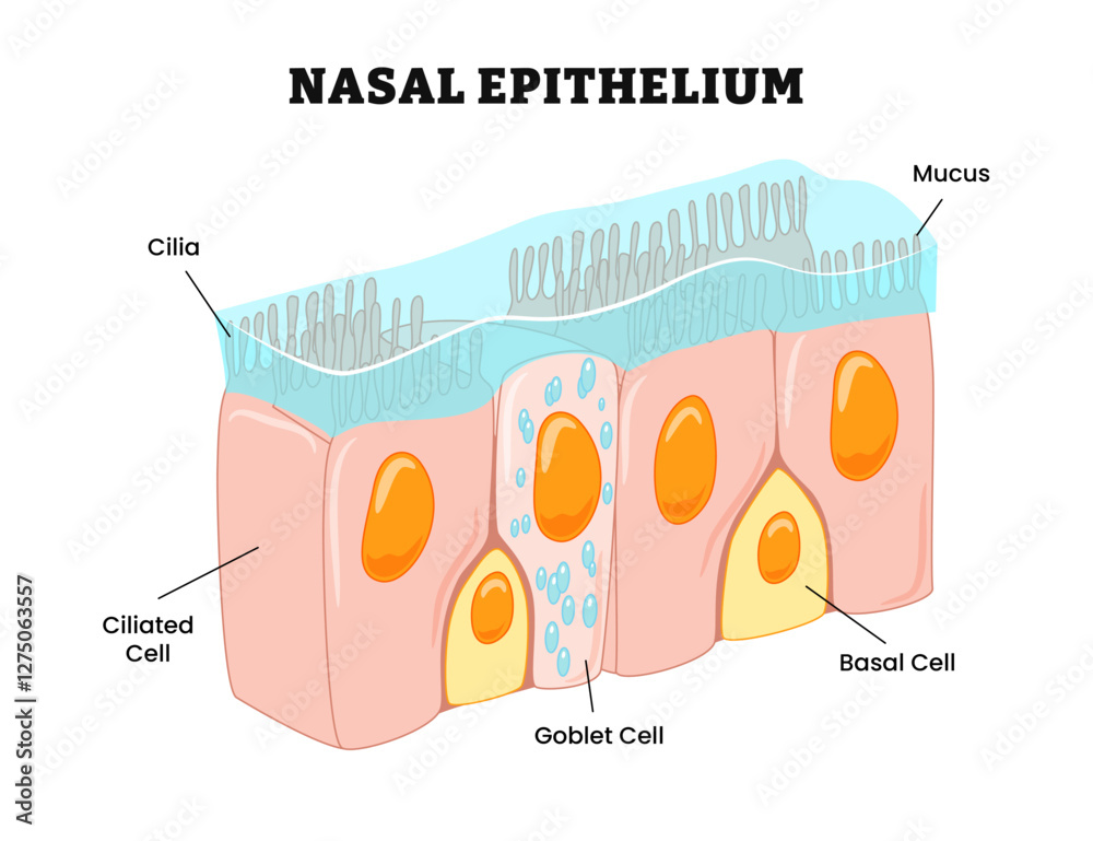 Nasal Epithelium structure anatomy, labeled with cilia, mucus, ciliated ...