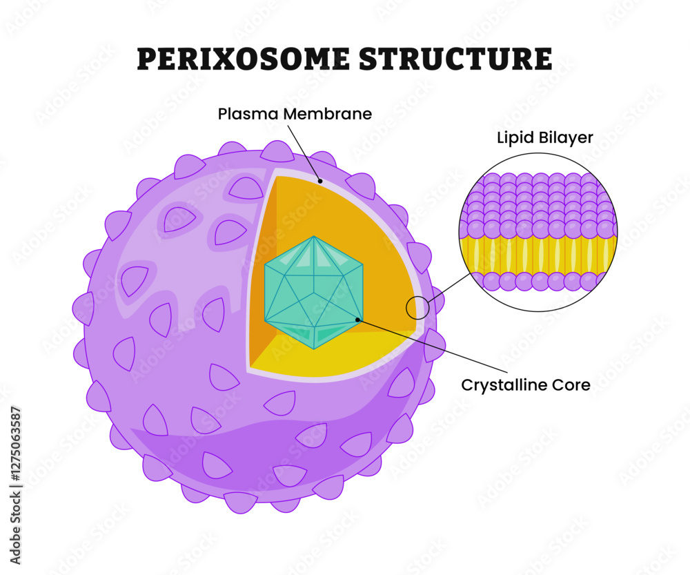 Peroxisome Structure anatomy, labeled with plasma membrane, lipid ...
