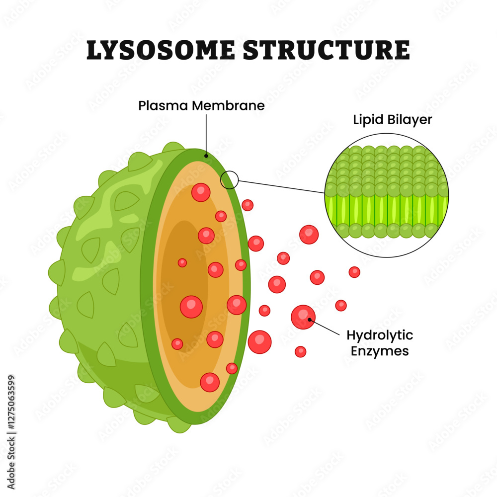 Lysosome structure anatomy, labeled plasma membrane, lipid bilayer ...