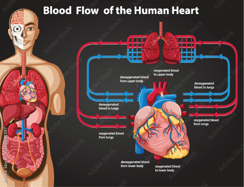 Human Heart Blood Flow Diagram Stock Vector | Adobe Stock
