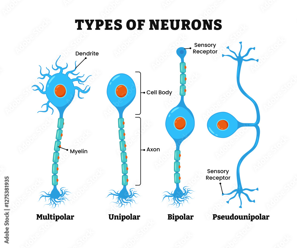 Different types of neurons, nerve cells, nervous system, labeled with ...