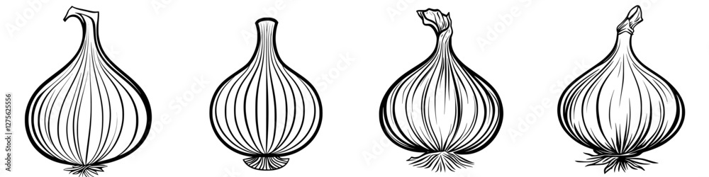 Various stages of onion growth illustrated with detailed line art in ...