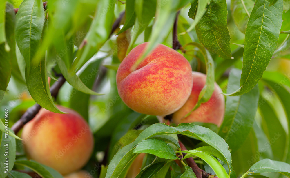 The peach - Prunus persica - is a fruit bearing tree. Red, ripe peaches ...