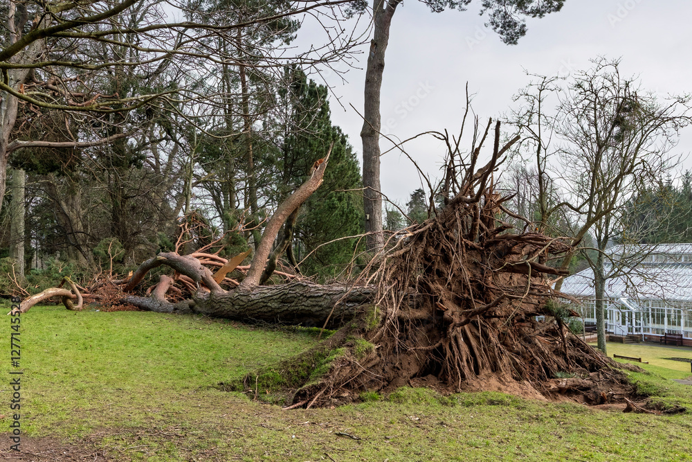 Fallen Uprooted Tree in Public Park Blown Down Storm Eowyn Winds in ...