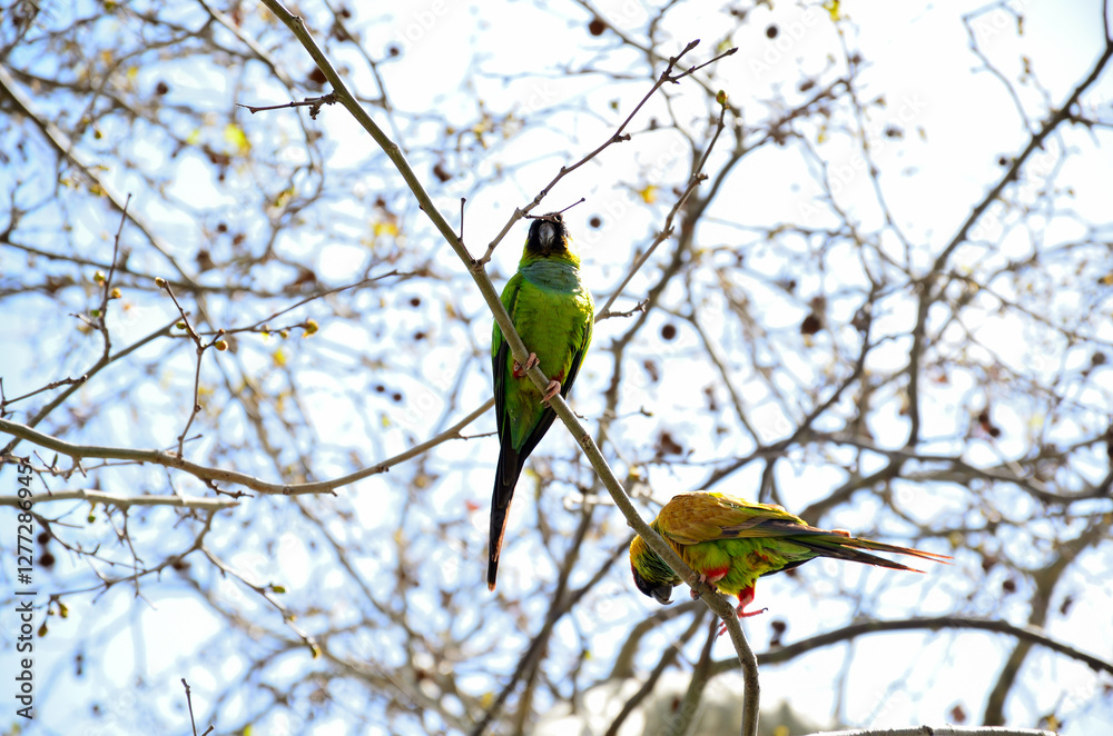 Black Face parrots on a Plantain Tree. Same size as common parrots but ...