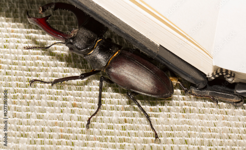 Lucanus cervus is the best-known species of stag beetle (family ...