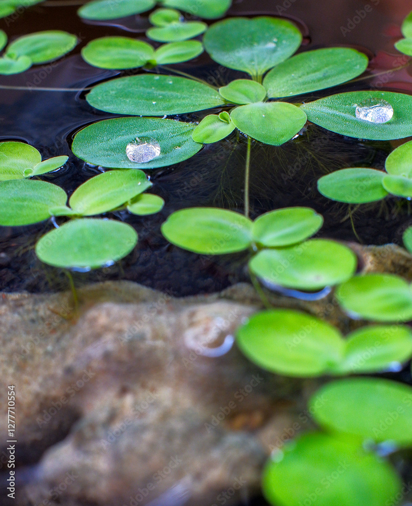 Kiambang, kapu-kapu, pistia, kayambang or apu-apu (Pistia stratiotes ...
