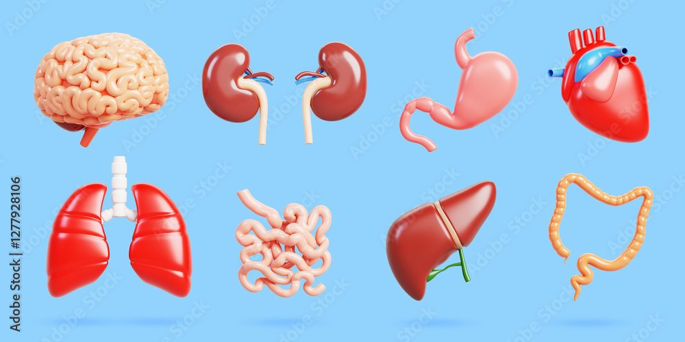 3d set of anatomy human body internal organs medical icon render ...