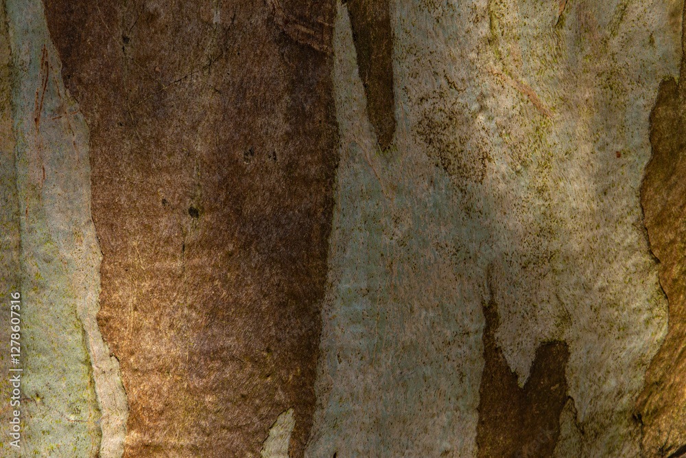 "Eucalyptus Tree Bark Texture – Natural Wood Pattern with Rough and ...