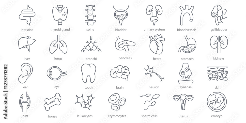 Human internal organs line icons set. Stomach, spine, joint, heart ...