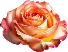 Off White And Yellow Gradient Rose Free Stock Photo - Public Domain ...