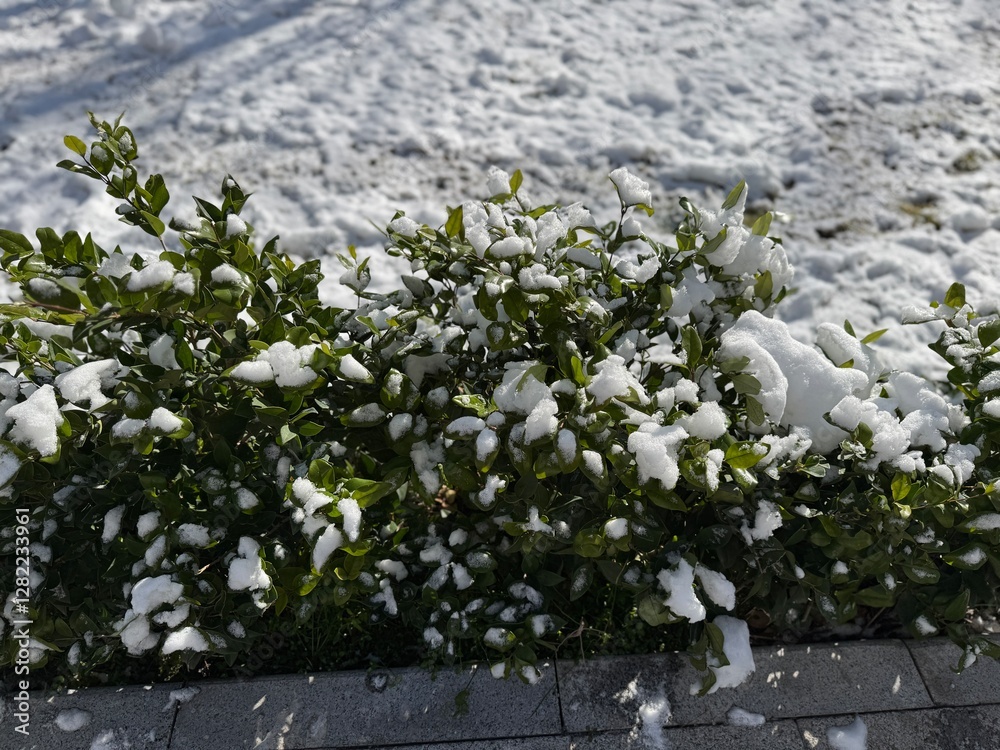Euonymus Japonica plant and snow. Euonymus japonicus (evergreen spindle ...