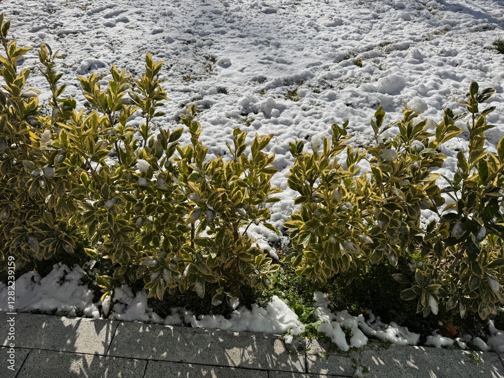 Gold Taflan (Euonymus Japonicus Aurea) plant and snow in winter ...