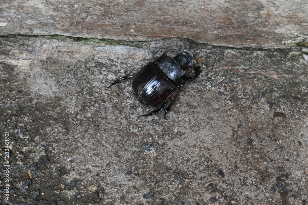 Dung beetles are beetles that eat feces. These can bury dung several ...