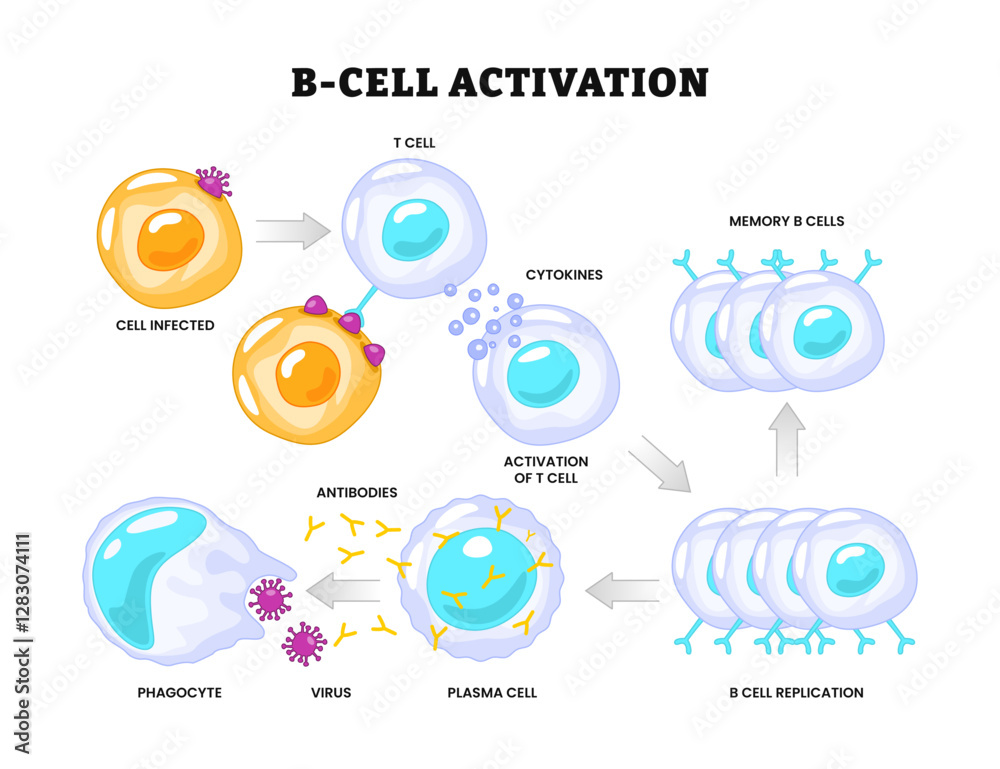 Vector de Stock B-cell activation process diagram poster, Activation of ...