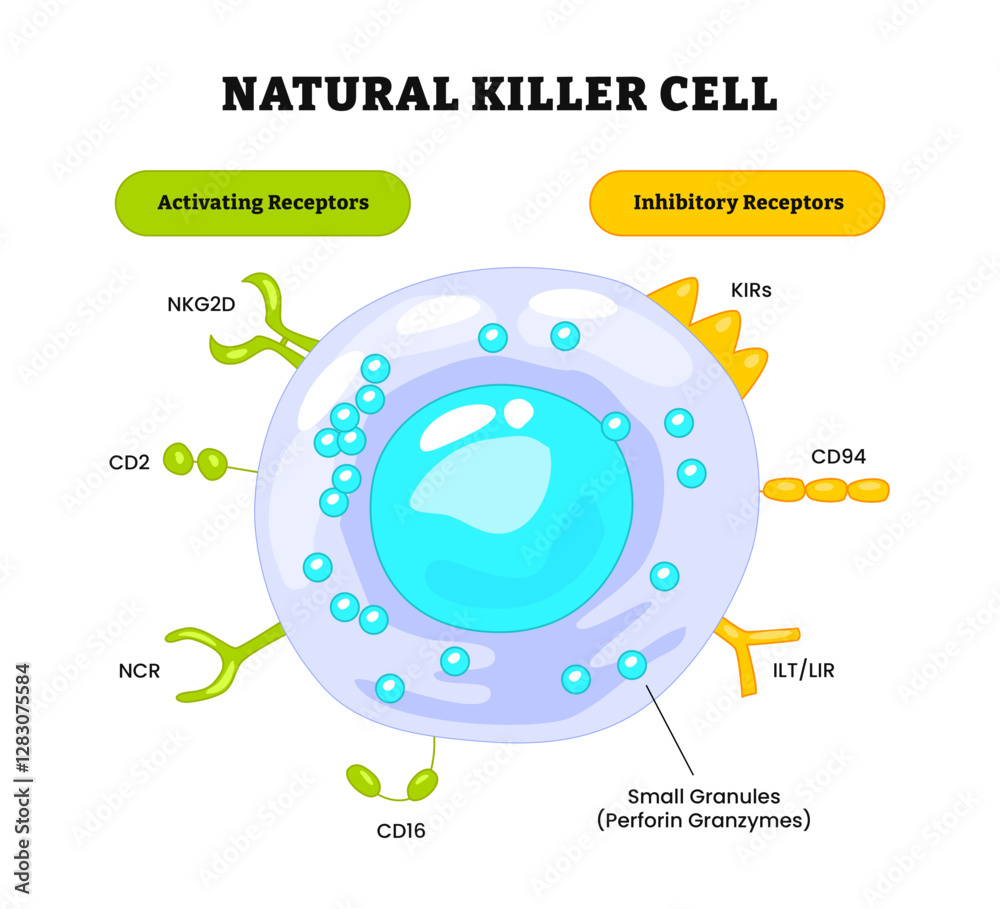 Natural killer cell structure anatomy diagram, medical poster, NK cell receptors.Structure and ...
