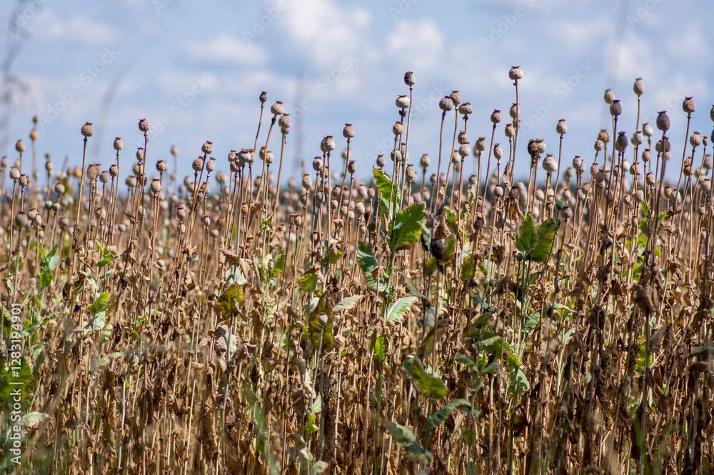 Papaver somniferum opium breadseed poppy ripened seed pods on the field ...