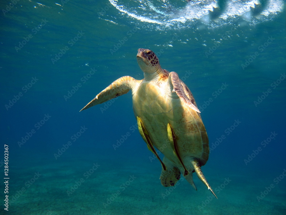 Big Green turtle , Green turtles are the largest of all sea turtles. A ...
