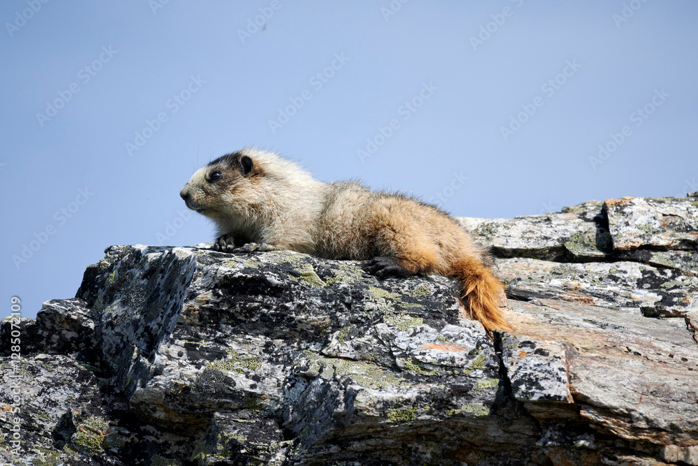An Alaskan Marmot (Marmota brewer) suns itself on a rock outcropping on ...