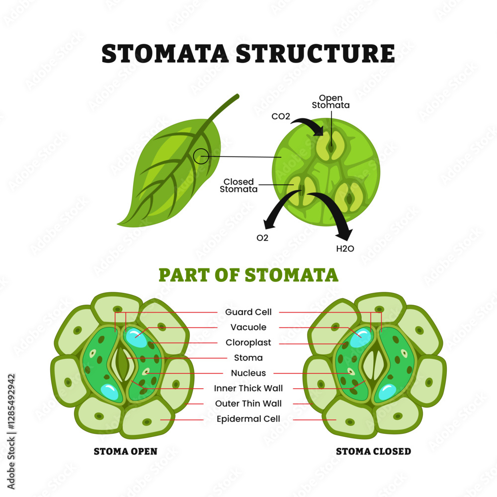 Stomatal complex with open and closed stoma, stomata structure anatomy ...