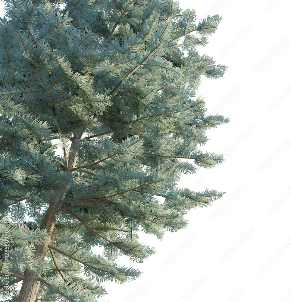 Abies concolor tree corner 4k png cutout transparent background Stock ...