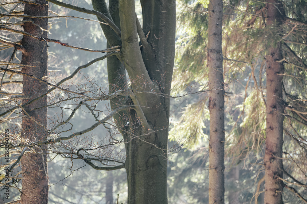 Twisted beech tree trunk forms natural spirals and curves, its ...